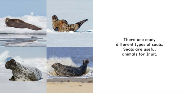 All about Seals | Arvaaq Press – Inhabit Education Books