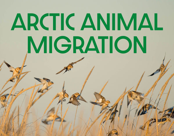Arctic Animal Migration | Arvaaq Press – Inhabit Education Books