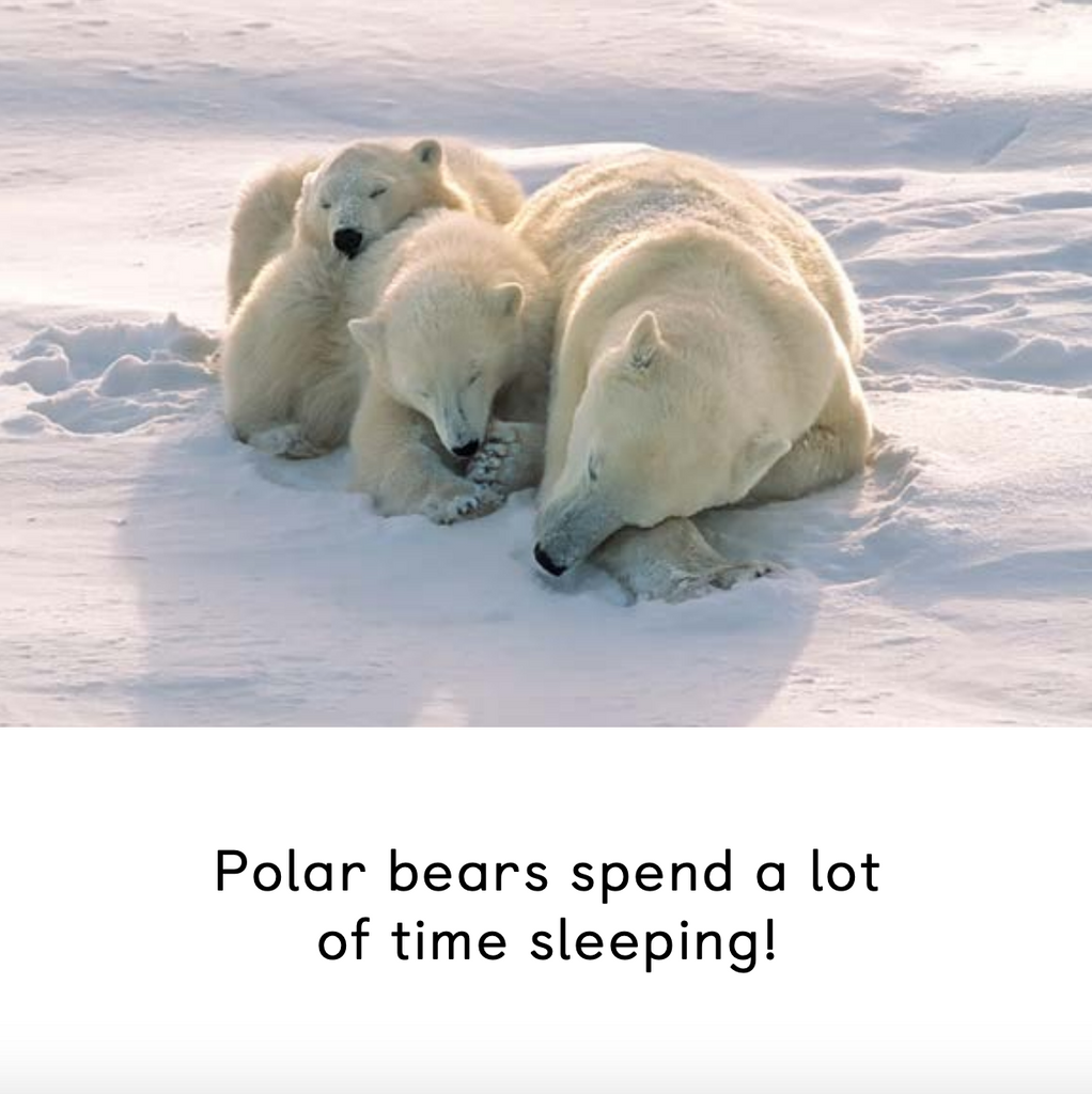 All about Polar Bears | Arvaaq Press – Inhabit Education Books