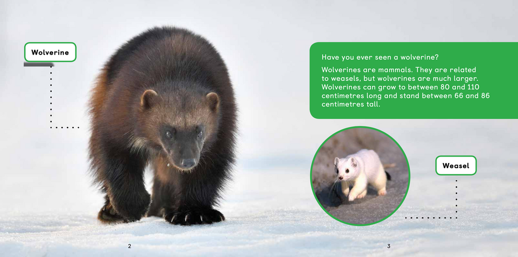 All about Wolverines | Arvaaq Press – Inhabit Education Books