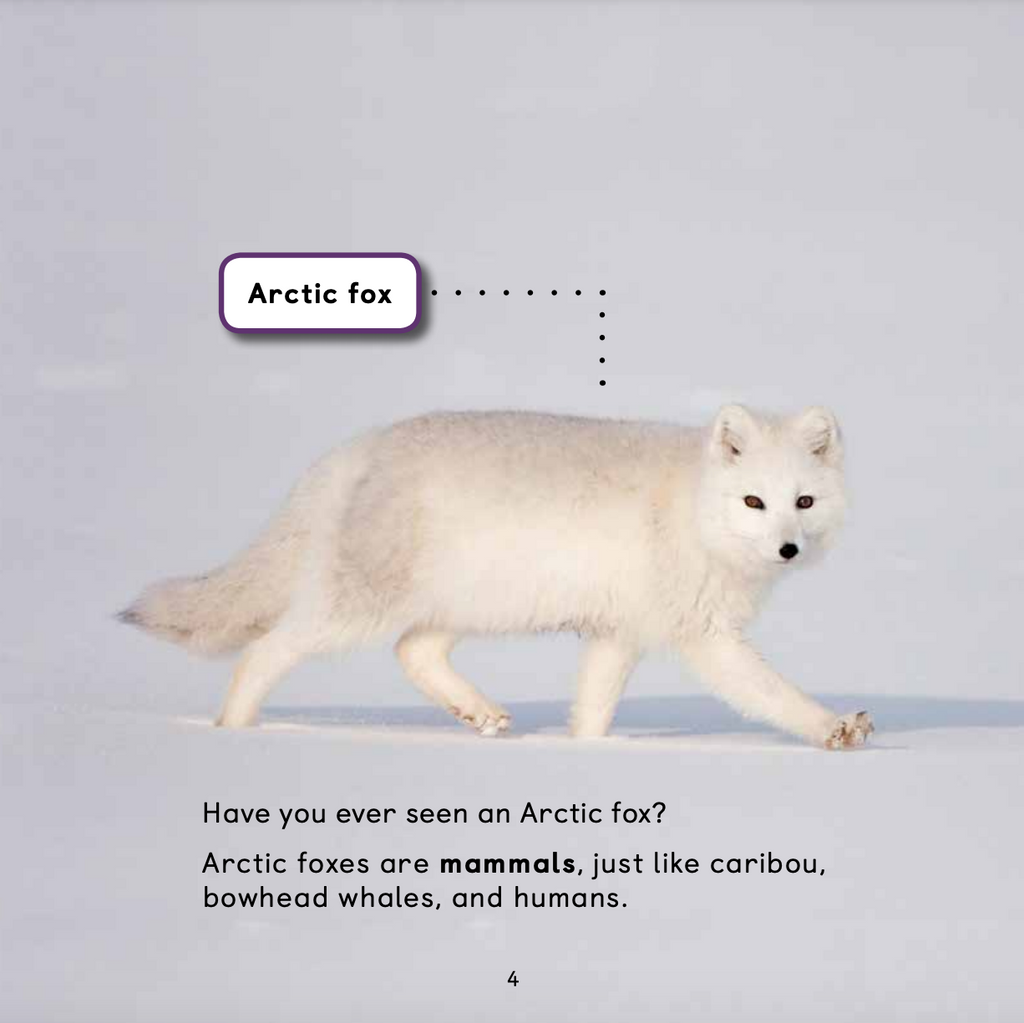 All about Arctic Foxes | Arvaaq Press – Inhabit Education Books