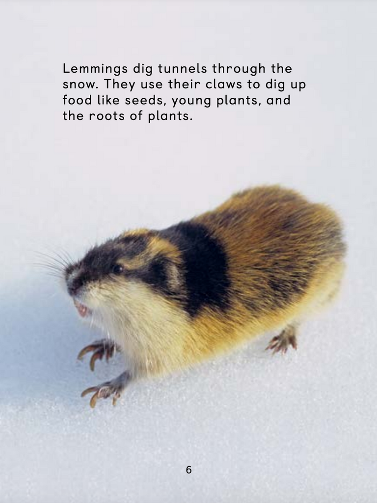 How Animals Survive in the Cold | Arvaaq Press – Inhabit Education Books