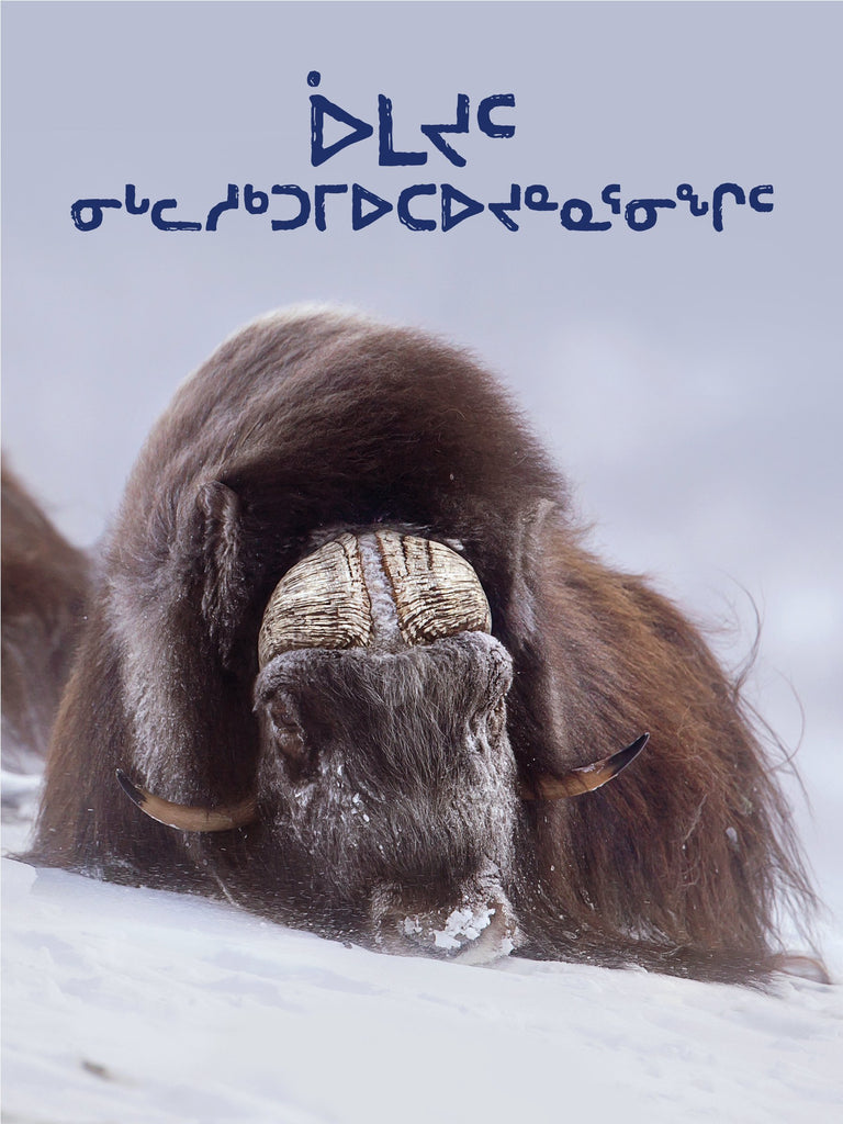 How Animals Survive in the Cold | Arvaaq Press – Inhabit Education Books