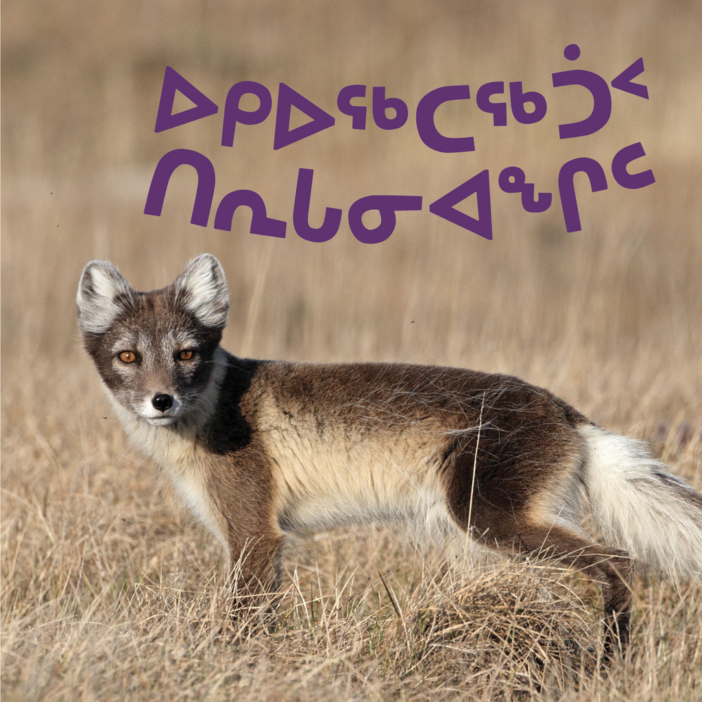All about Arctic Foxes | Arvaaq Press – Inhabit Education Books